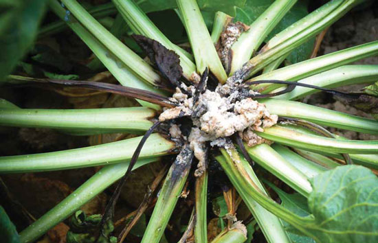 Rhizoctonia Root Rot - Seedex, Inc.